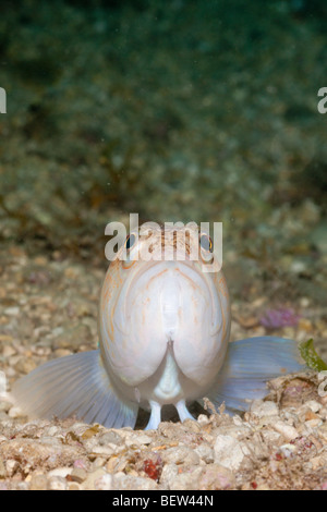 Greater Weever Trachinus draco weaver fish weever fish weeverfish ...