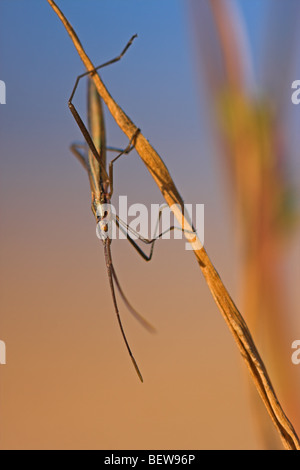 a vertical focus shot of bugs sitting on white Ramsons flowers Stock ...