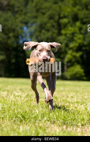 Weimaraner dog with Retriever run on a meadow. Sunny autumn day for ...