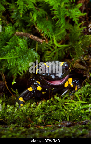 firesalamander fire salamander HEAD eat eating an insect Salamandra ...