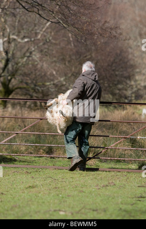 A farmer carrying a sheep Stock Photo - Alamy