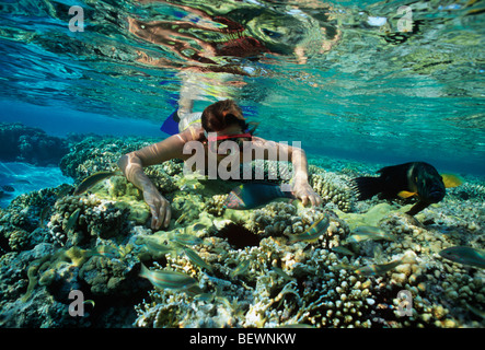 Free diver observes Broomtail Wrasse and Sergeant Major. Sinai, Egypt ...
