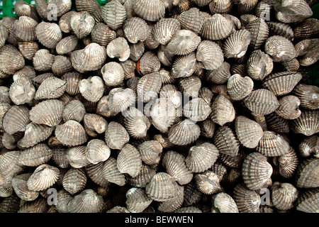 basket of cockles Stock Photo - Alamy