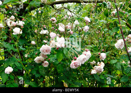 climbing rose Rosa Noisette Carnee syn Blush Noisette Stock Photo - Alamy