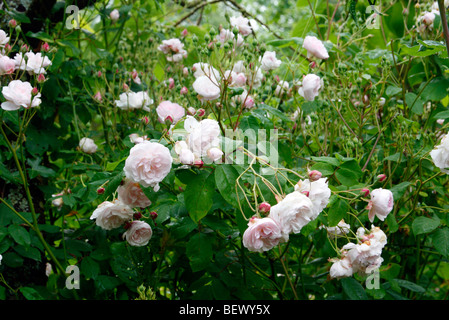 climbing rose Rosa Noisette Carnee syn Blush Noisette Stock Photo - Alamy