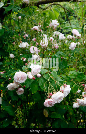 climbing rose Rosa Noisette Carnee syn Blush Noisette Stock Photo - Alamy