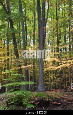 Autumn leaves along the river Stock Photo - Alamy