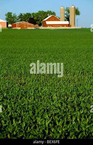Corn grows in the field. Green, succulent leaves Stock Photo - Alamy