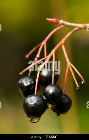 Aronia x prunifolia Stock Photo - Alamy