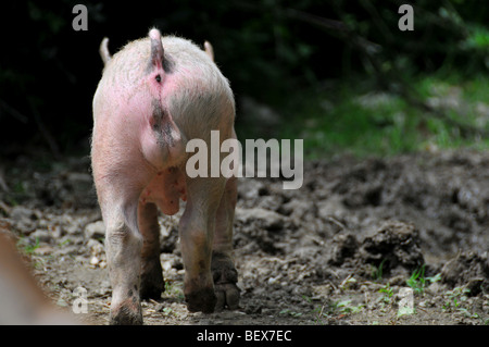 free range pigs : backside of a pig pissing in an outdoor breeding site ...