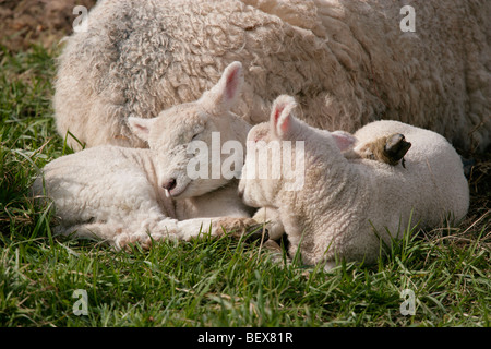 Lambs, Somerset, England Stock Photo - Alamy