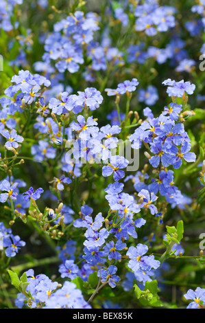 Australian native Blue Dampiera flowers, Dampiera stricta, family ...