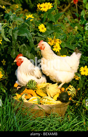 Hen to the left and rooster to the right Stock Photo - Alamy