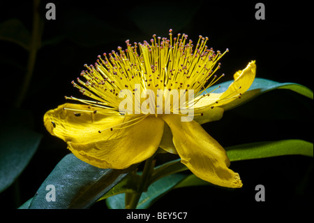 Creeping st. john's wort, Hypericum anagallioides, in flower, Sierra ...