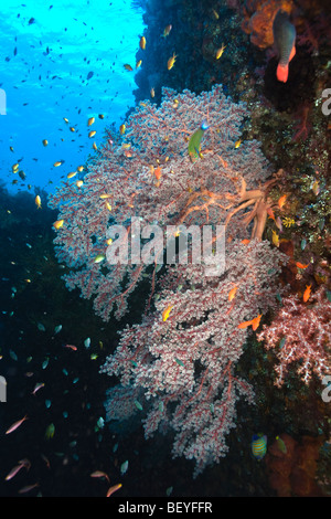 Marine life attached and living on The USS Liberty ship, and world war ...