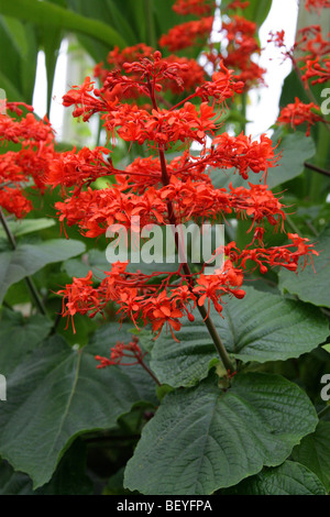 Glory Bower flower Stock Photo - Alamy