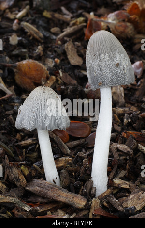 Hare'sfoot Ink-Cap Fungus - Coprinus lagopus Closeup of two caps Stock ...