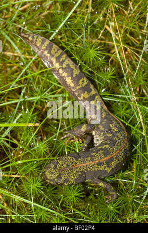 newt, Marbled, Newt, Triturus, marmoratus, amphibian Stock Photo - Alamy