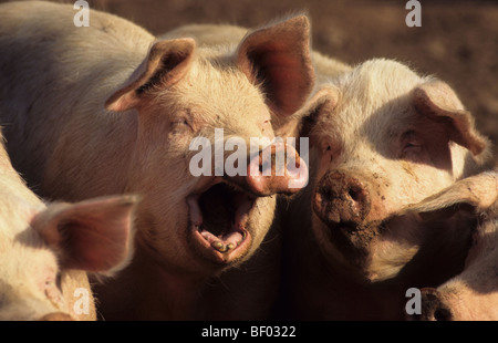 Domestic Pig Yawning Stock Photo - Alamy