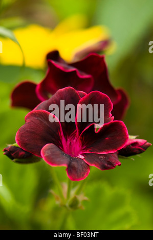 Pelargonium 'Lord Bute' Stock Photo - Alamy