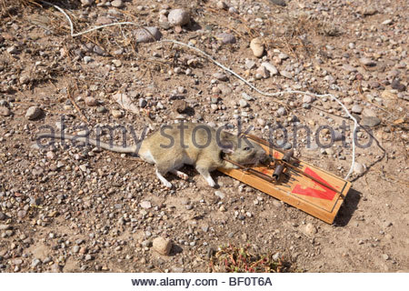 Dead rat in a trap Stock Photo - Alamy