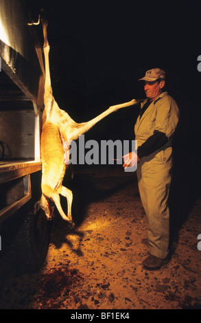 Kangaroo hunter in outback, with rifle and bullets in vehicle at night ...