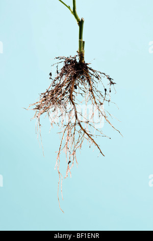 Roots of a rose bush Stock Photo - Alamy