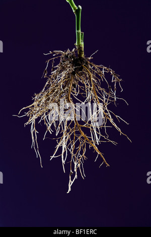 Roots of a rose bush Stock Photo - Alamy
