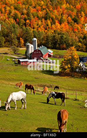 farm near Barnet Vermont USA during fall foliage season Stock Photo - Alamy