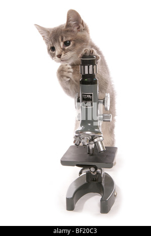 kitten with scientists microscope studio portrait Stock Photo - Alamy
