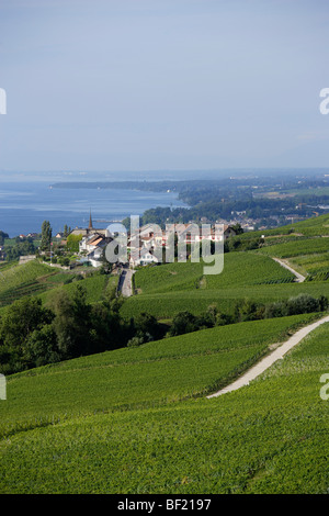 View over vineyards and Bougy-Villars to Lake Geneva, La Cote, Canton ...