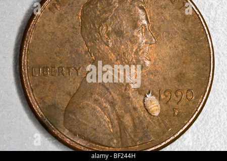 Agriculture - Vine mealybug adult female (Planococcus ficus), side view ...