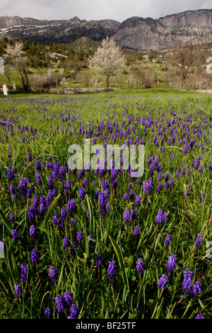 Grape Hyacinths (Muscari atlanticum) flowering in a vineyard in early ...