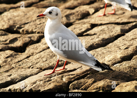 Black headed Gull Family Laridae bird of open water Stock Photo - Alamy