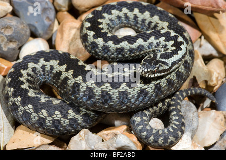 Scale pattern on the back of an adult western diamondback rattlesnake ...