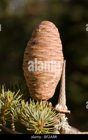 Cedar of Lebanon, Cedrus libani cone on twig, Cedrus libani "Blue Angel ...