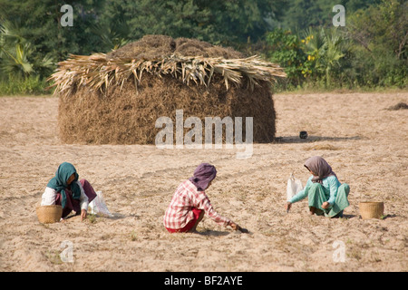 Top view full length Burmese Python aka Python bivittatus snake ...