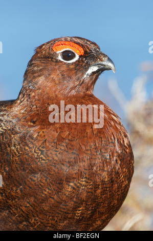Red Grouse Close Up Of Head Surrounded By Heather On The Yorkshire ...