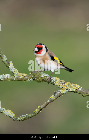 European goldfinch Carduelis carduelis bird songbird wildlife nature ...