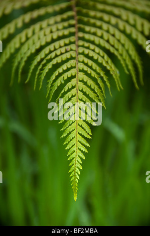 New Zealand silver fern Stock Photo - Alamy