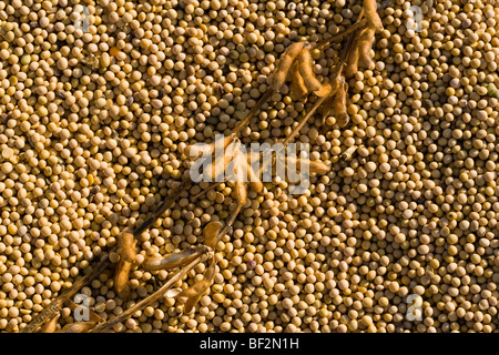 Abundance of harvested soybean pods in cultivated field Stock Photo - Alamy