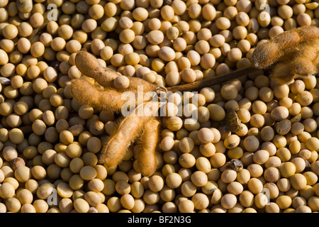 Abundance of harvested soybean pods in cultivated field Stock Photo - Alamy