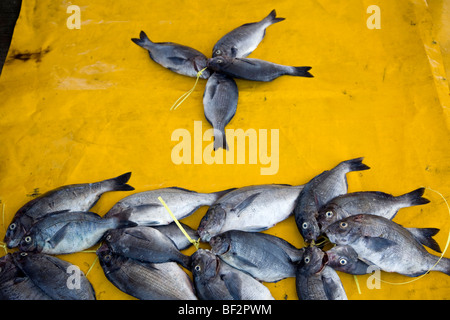 Black Bream or 'Hot Tot' fish Stock Photo - Alamy