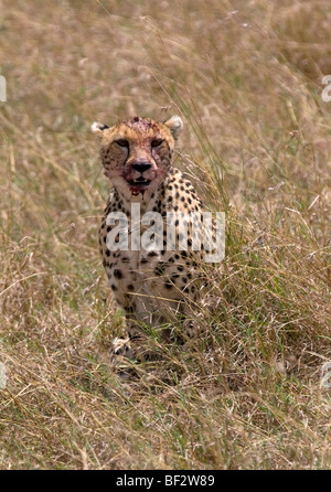 Cheetah with bloody face Stock Photo - Alamy