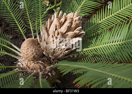 Chestnut Dioon cycad endemic to eastern Mexico Dioon edule Stock Photo ...