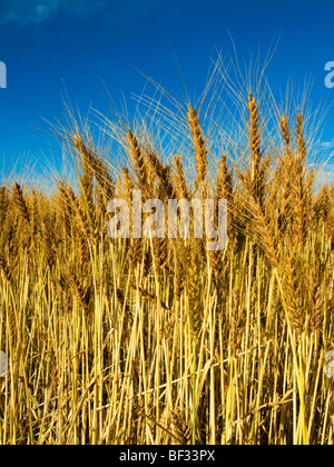 wheat field with ripe harvest against light blue sky at sunset or ...