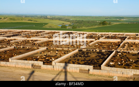 Agriculture - High view of a large beef feedlot / near Lubbock, Texas ...