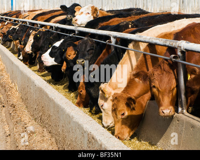 Beef Cattle feeding on silage through feed barrier Stock Photo - Alamy