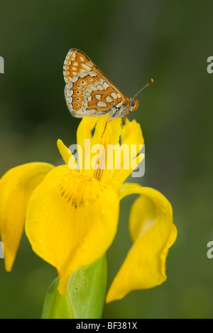 Marsh Fritillary (Euphydryas aurinia) butterfly, Dalmatia, Croatia ...