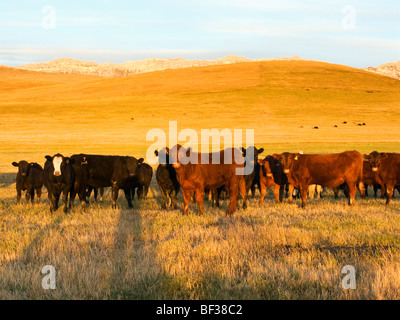 Beef steer in pasture Stock Photo - Alamy